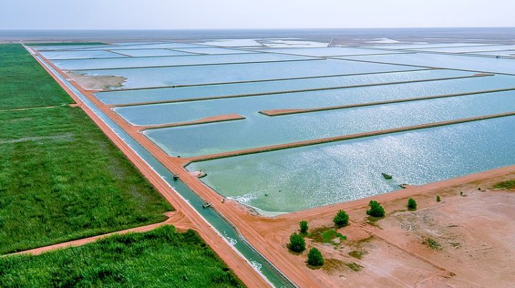 SOLUCIONES DESCENTRALIZADAS DE DEPURACIÓN DE AGUA: HUMEDALES ...